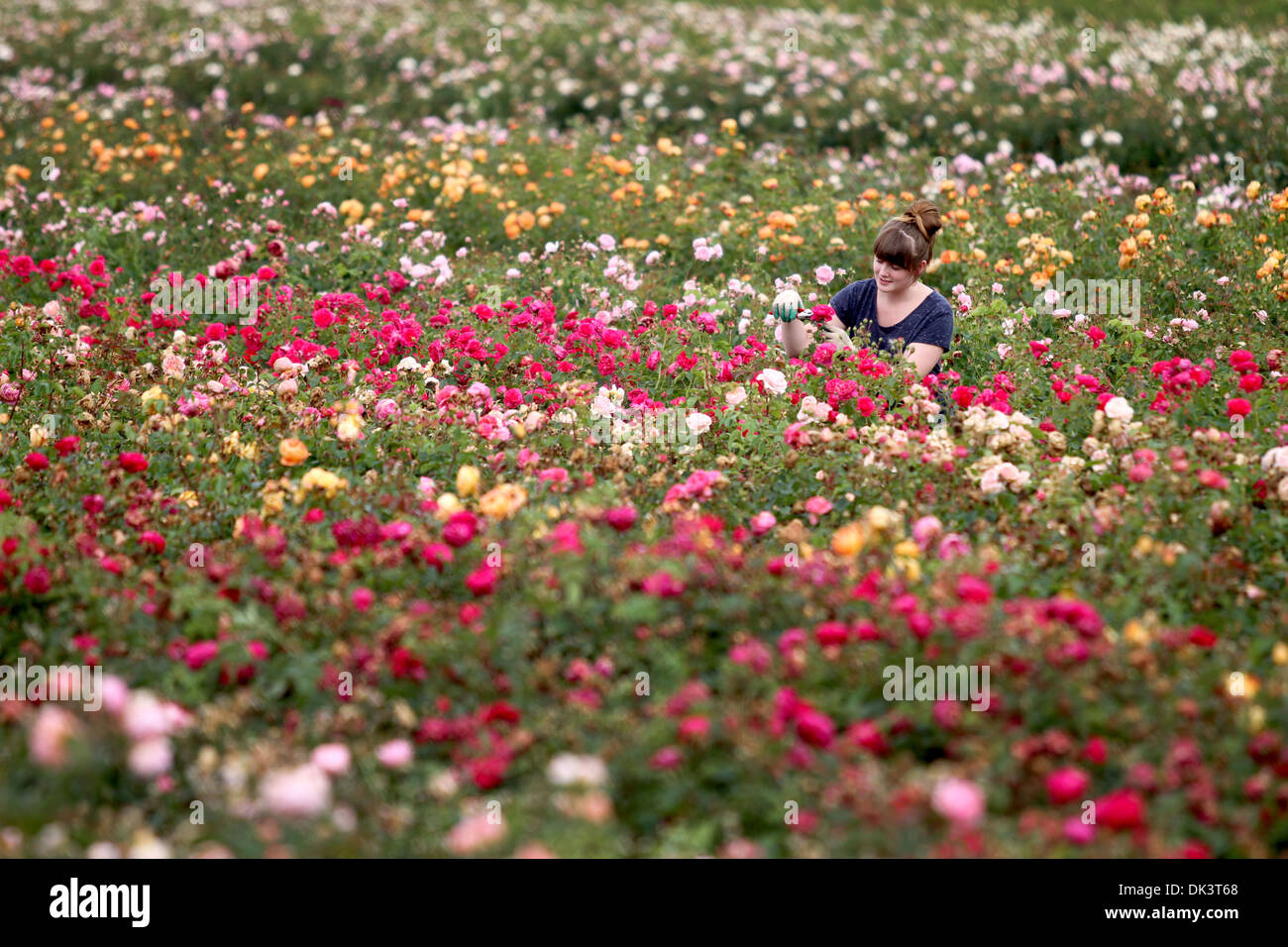 28/08/12 Rose Breeding Assistant, Rhian Kearney, 22, checks this year's ...