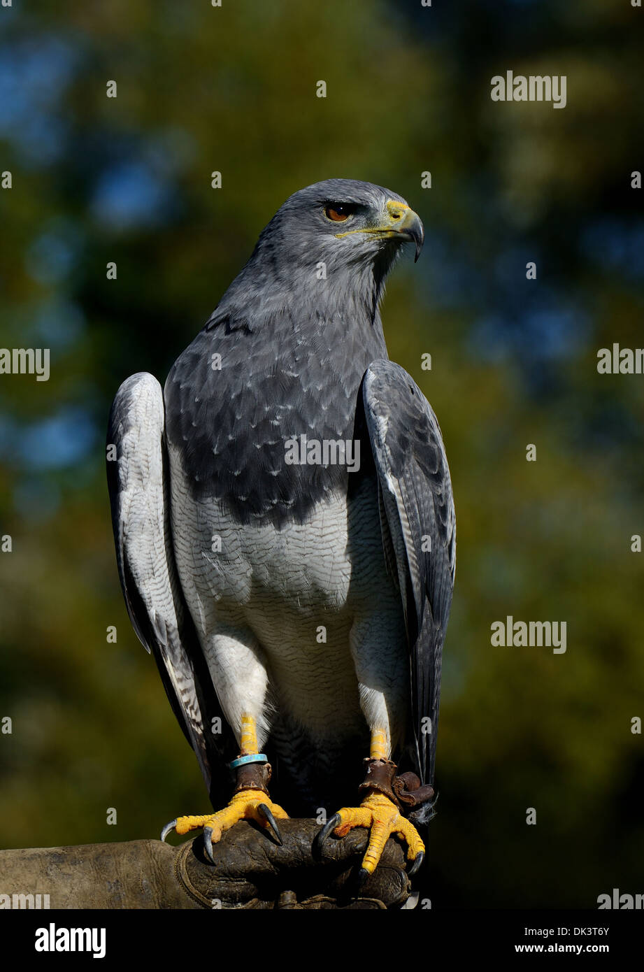 Chilean blue eagle hi-res stock photography and images - Alamy