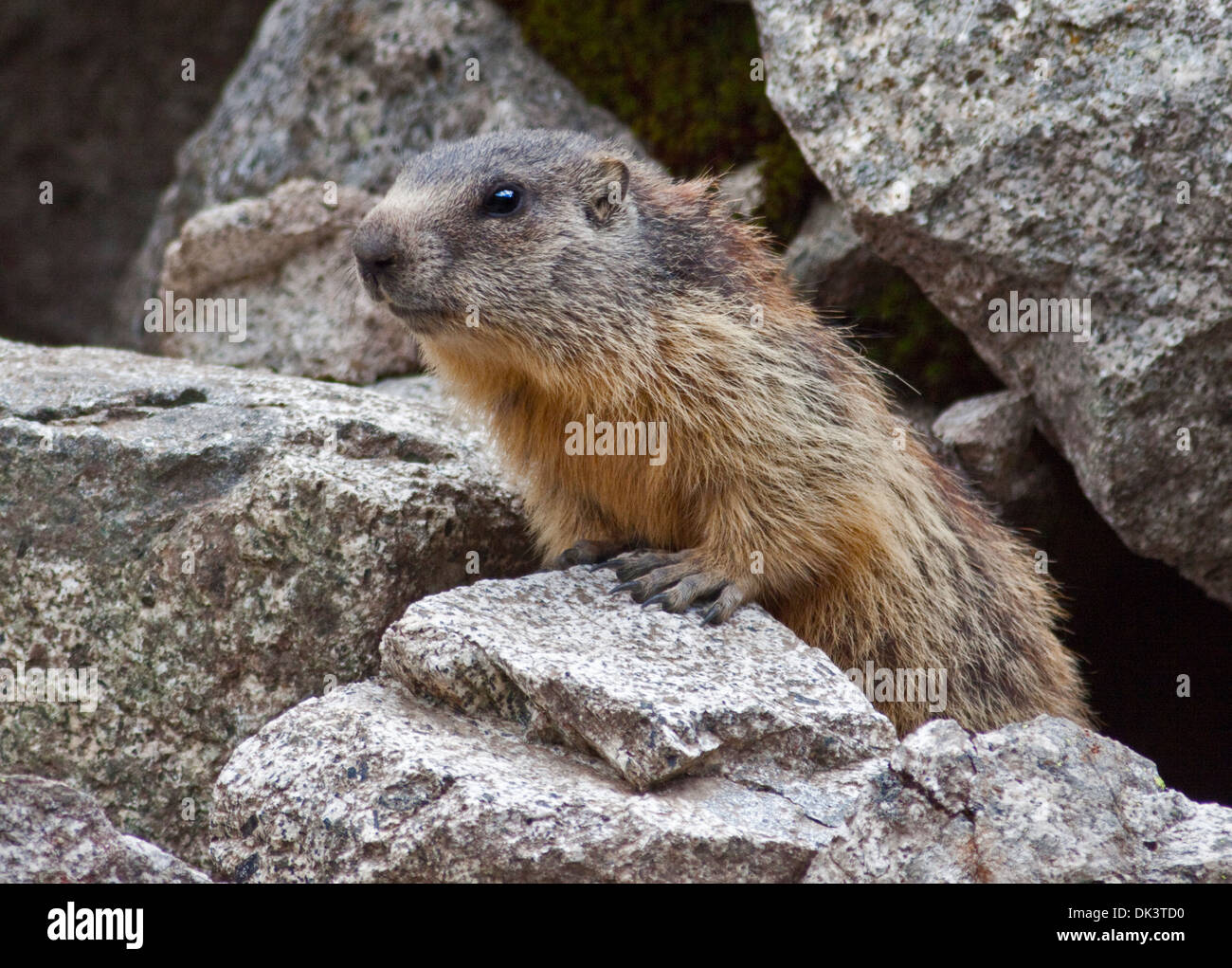 Alpine Marmot (marmota marmota), Alps, Italy Stock Photo - Alamy