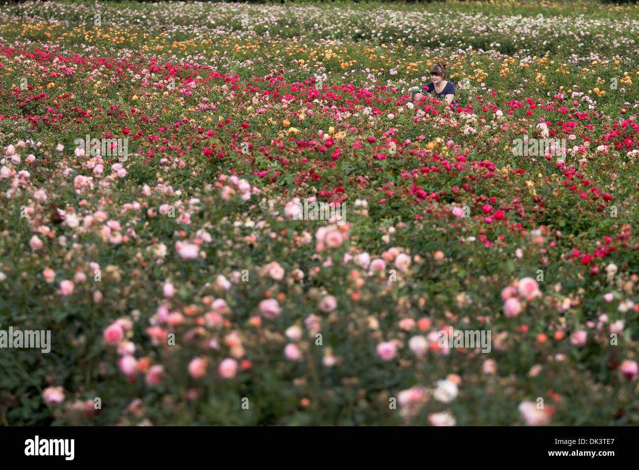 28/08/12 Rose Breeding Assistant, Rhian Kearney, 22, checks this year's ...