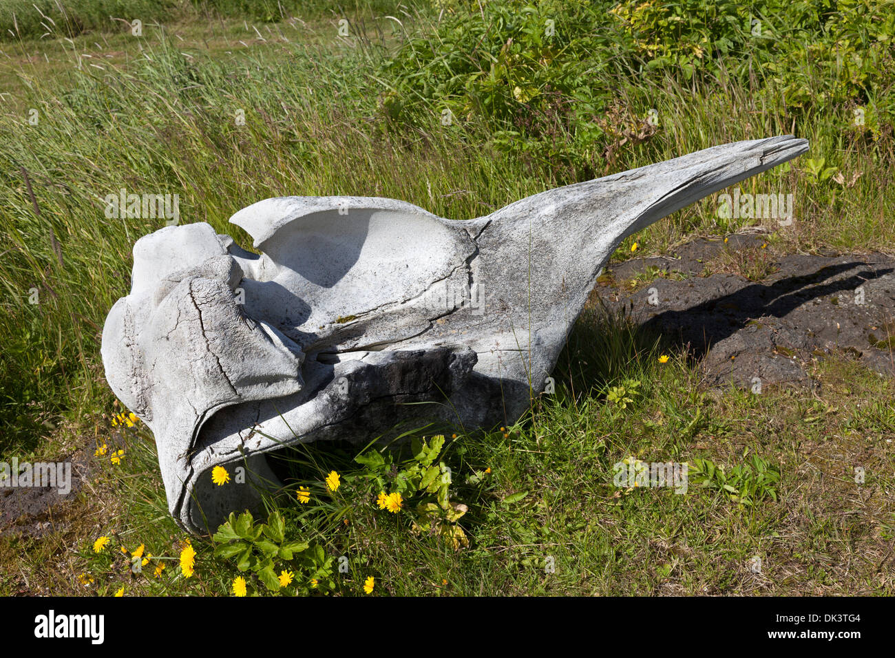 Whale vertebrae whale bone hi-res stock photography and images - Alamy