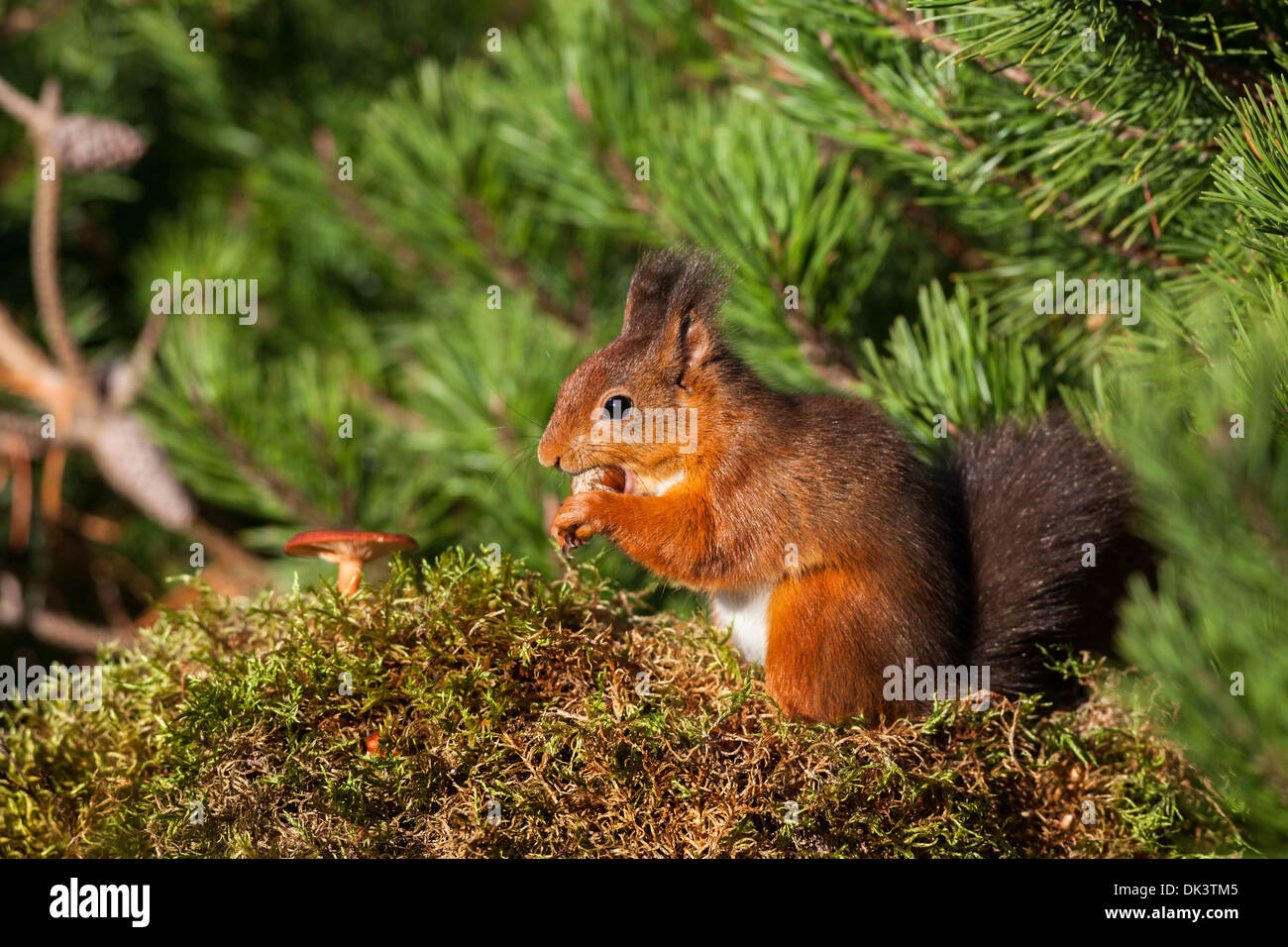 Red Squirrel Sciurus vulgaris North Pennines England UK Stock Photo - Alamy