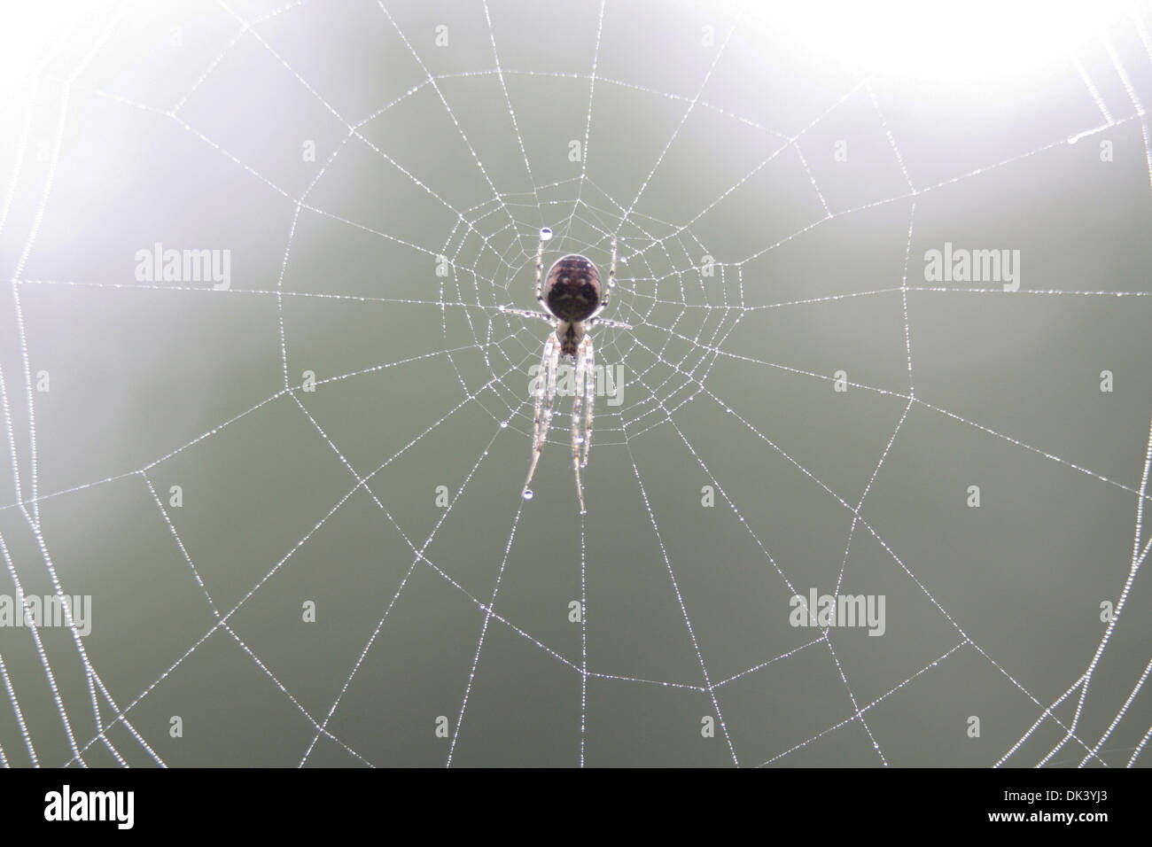 Spider translucent legs hi-res stock photography and images - Alamy