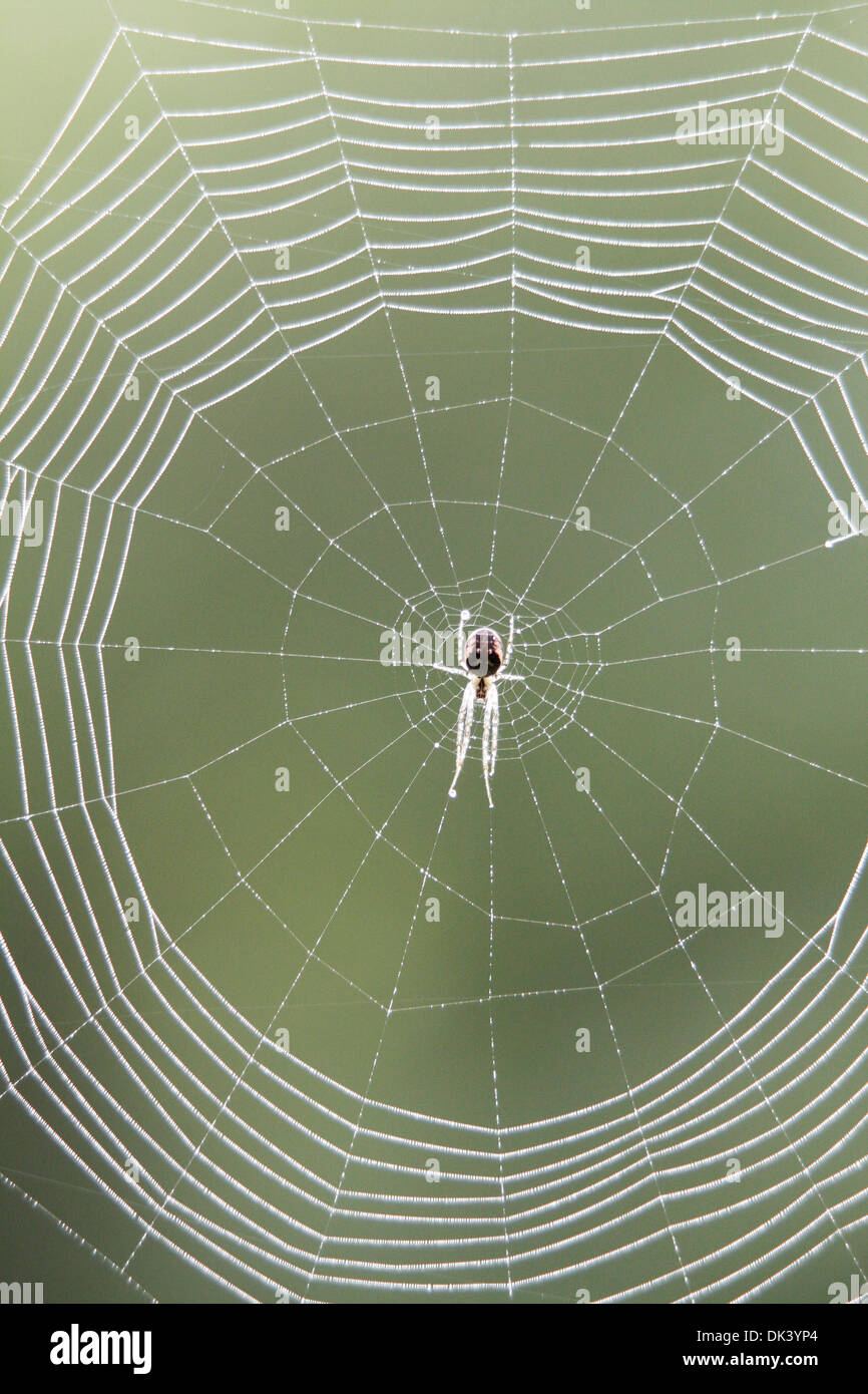 Spider on dew-covered web Stock Photo - Alamy