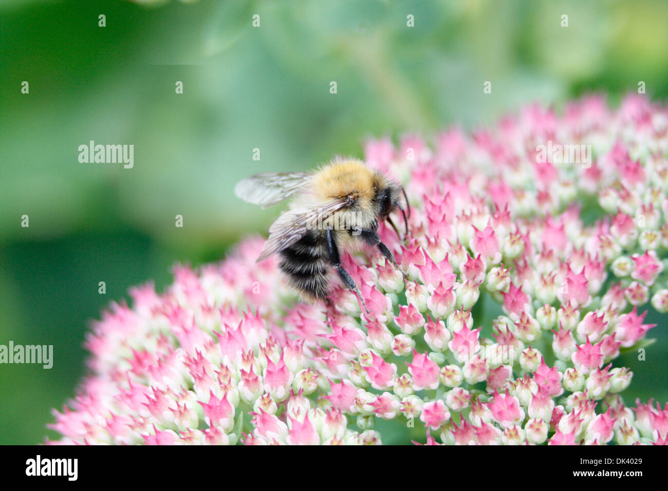 Pink shrub bee hi-res stock photography and images - Alamy