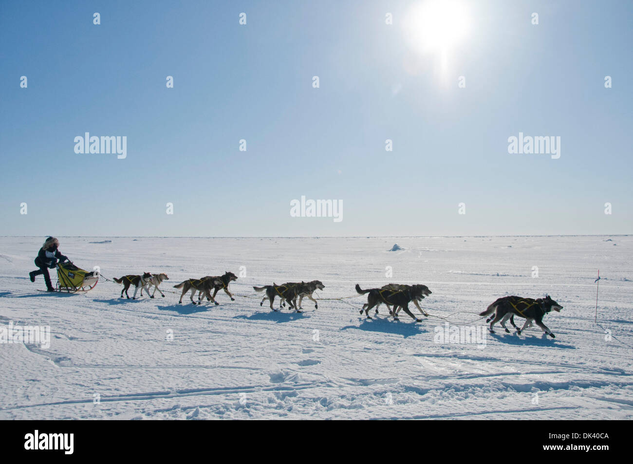 Mar 15, 2011 - Nome, Alaska, USA - HANS GOTT along sea ice just before ...