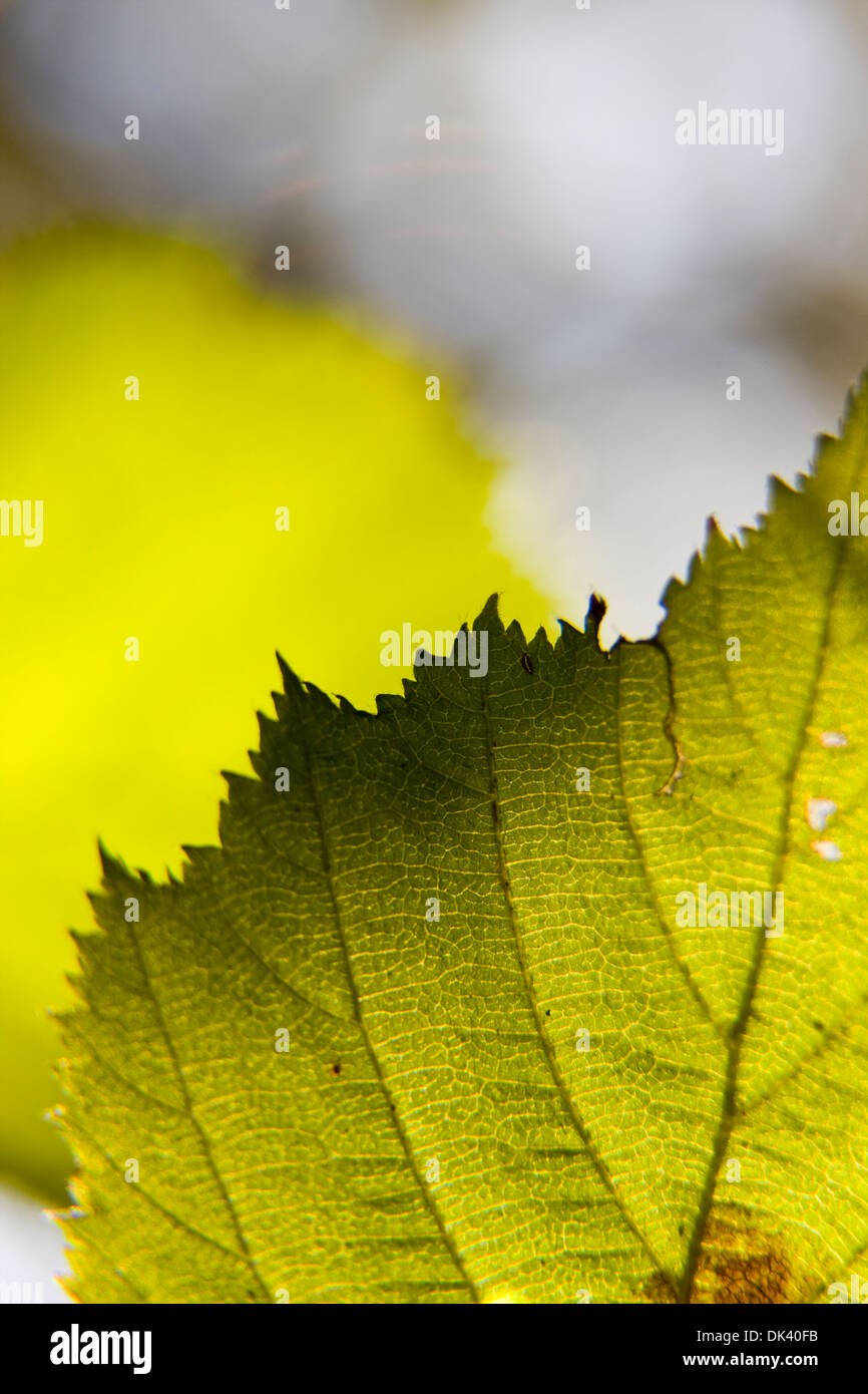Outline of a serrated leaf edge Stock Photo - Alamy