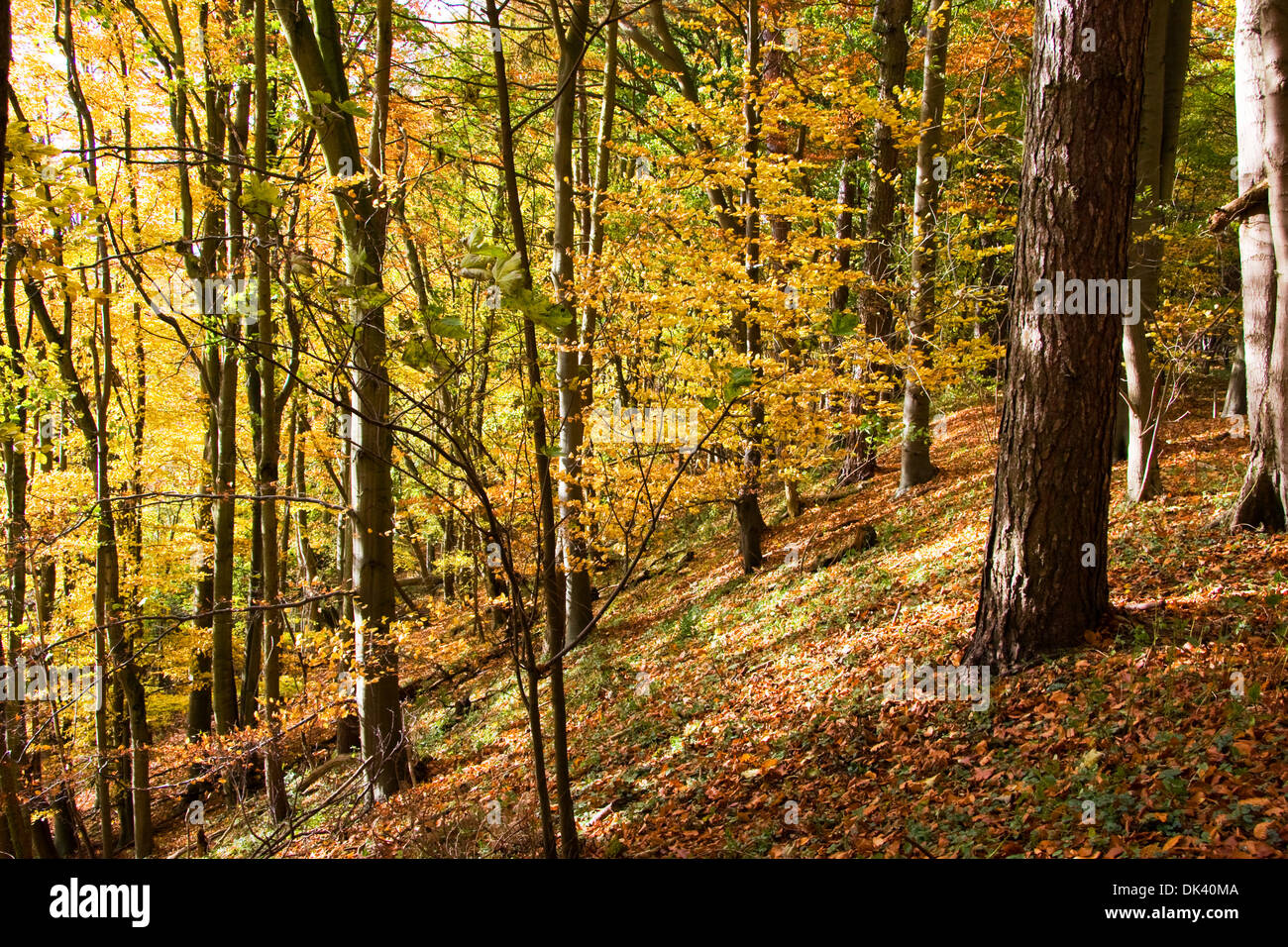 Woodland foliage hi-res stock photography and images - Alamy