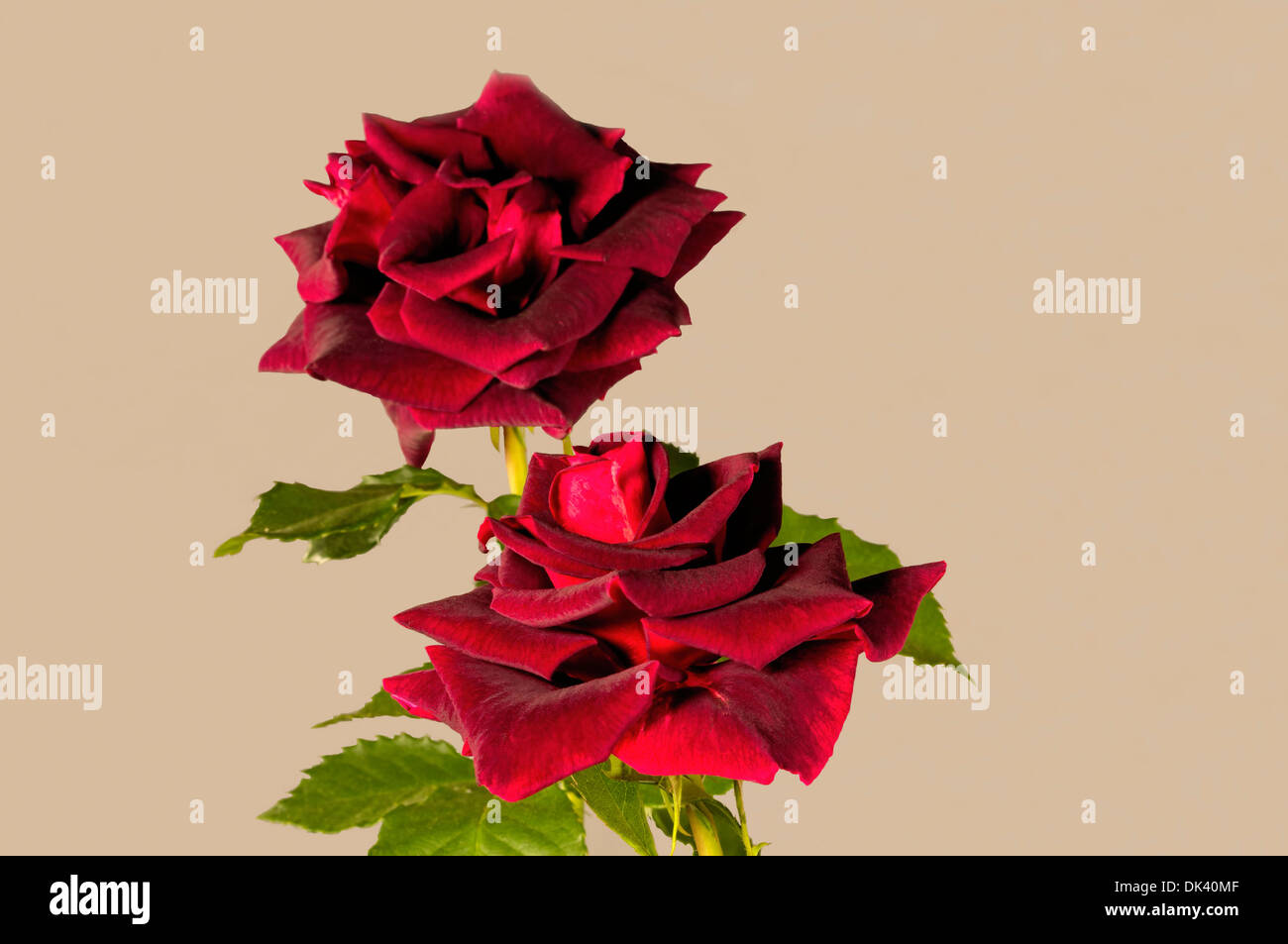 Deep red velvet flower hi-res stock photography and images - Alamy