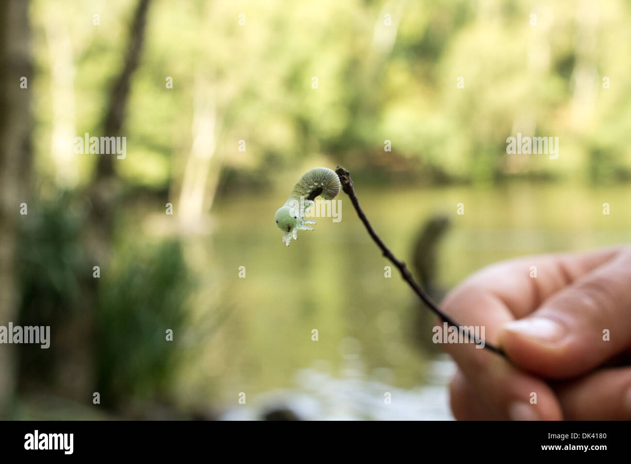 Hello caterpillar! Curious, friendly and interactive this caterpillar ...
