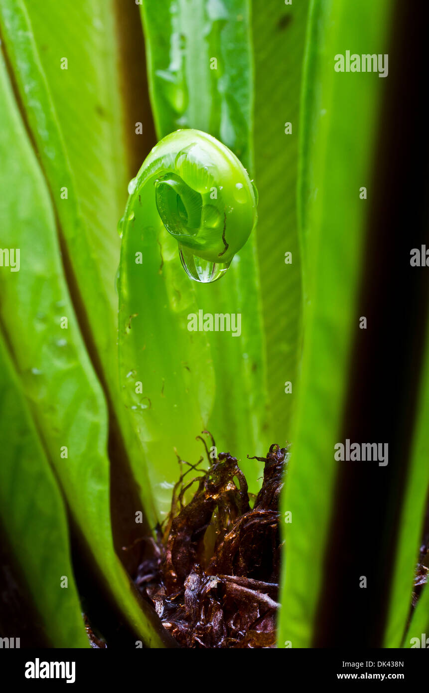 New leaf of an Asplenium nidus fern Stock Photo - Alamy