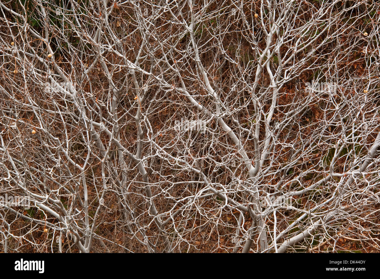 Barren Branches of California Buckeye Tree (Aesculus californica ...