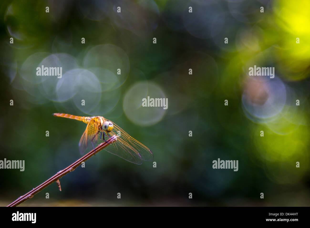 Dragonfly perch on stick Stock Photo - Alamy