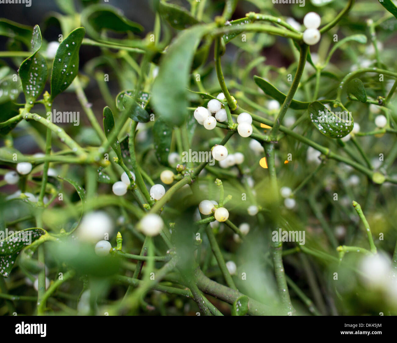 Mistletoe grows in trees hi-res stock photography and images - Alamy