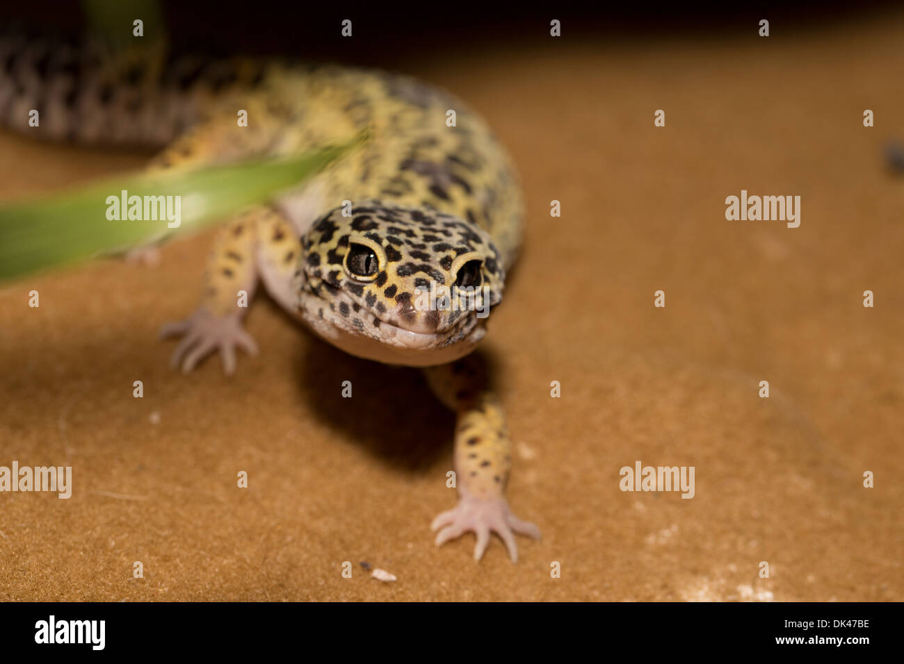 Orange gecko hi-res stock photography and images - Alamy