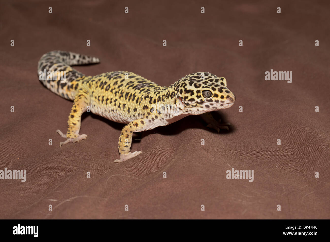 Gecko with eyelids hi-res stock photography and images - Alamy