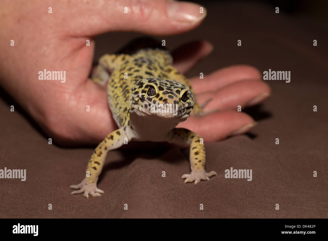 Gecko with eyelids hi-res stock photography and images - Alamy