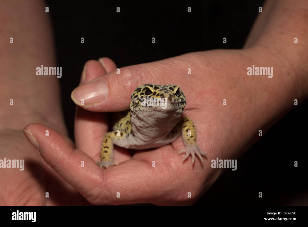 Gecko family hi-res stock photography and images - Alamy