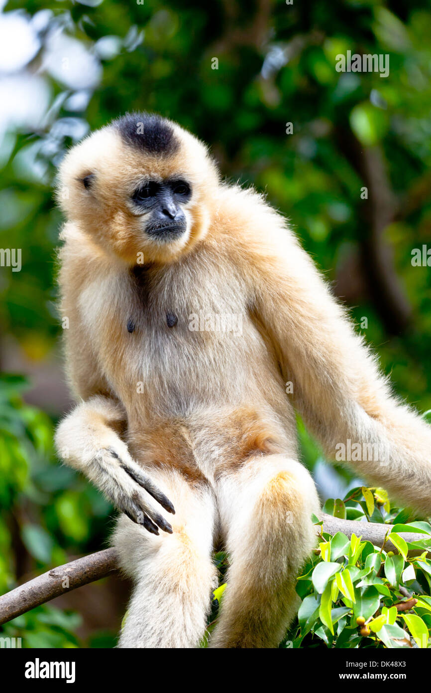 Cheek monkey hi-res stock photography and images - Alamy