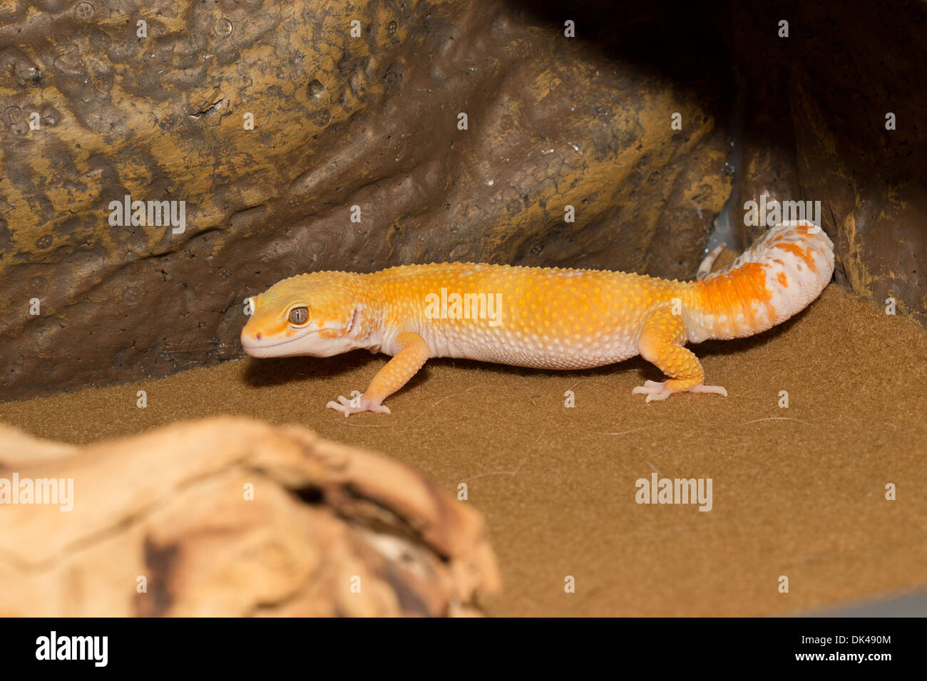 Gecko family hi-res stock photography and images - Alamy