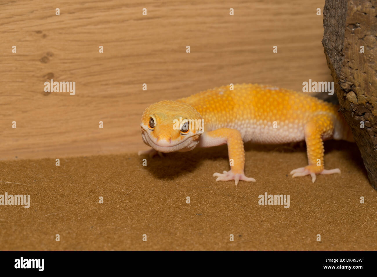 Gecko with eyelids hi-res stock photography and images - Alamy