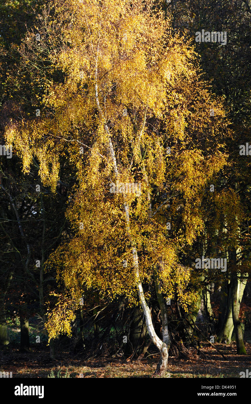 Silver birch leaves turning yellow and orange during late autumn Stock ...