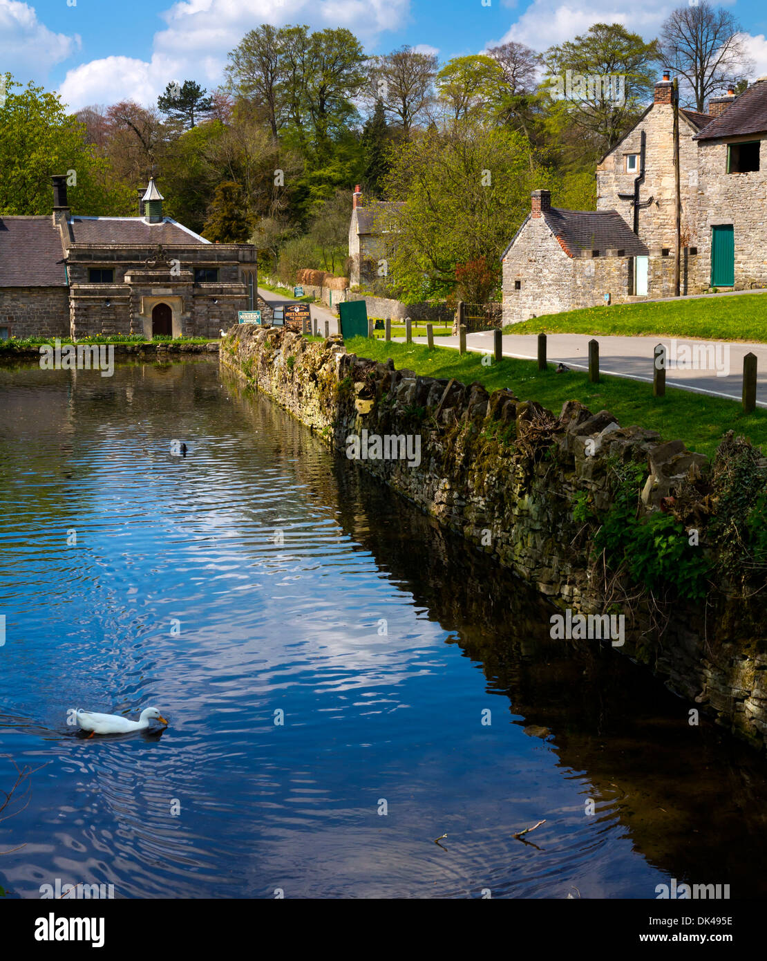 Duck in pond at Tissington village near Ashbourne in the Peak District ...