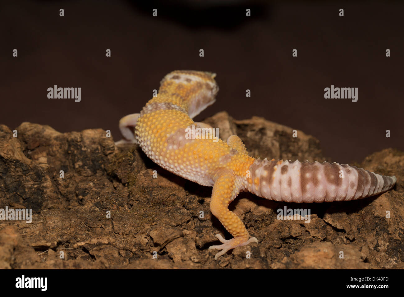 Gecko family hi-res stock photography and images - Alamy