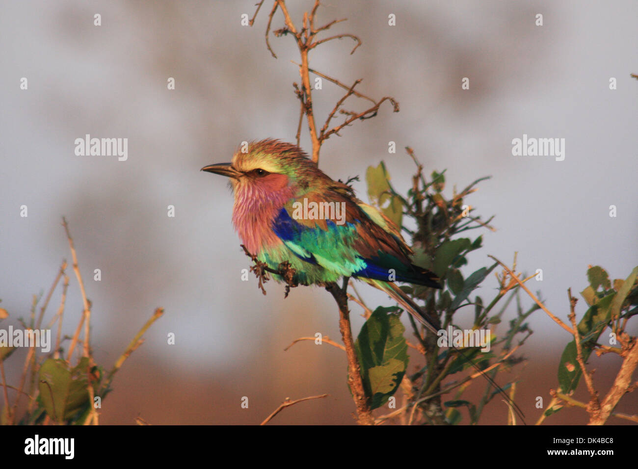 Sub saharan africa birds hi-res stock photography and images - Alamy