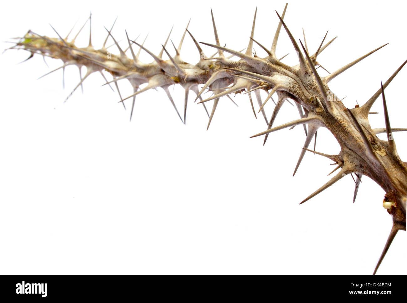 close up of twig of sharp prickly thorns Stock Photo - Alamy