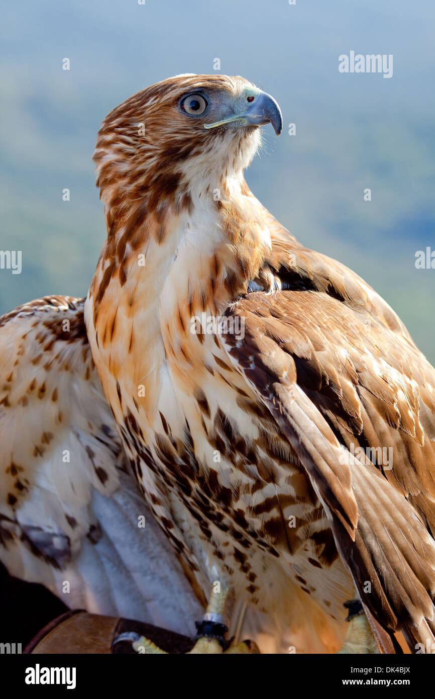 Eagle falcon hi-res stock photography and images - Alamy