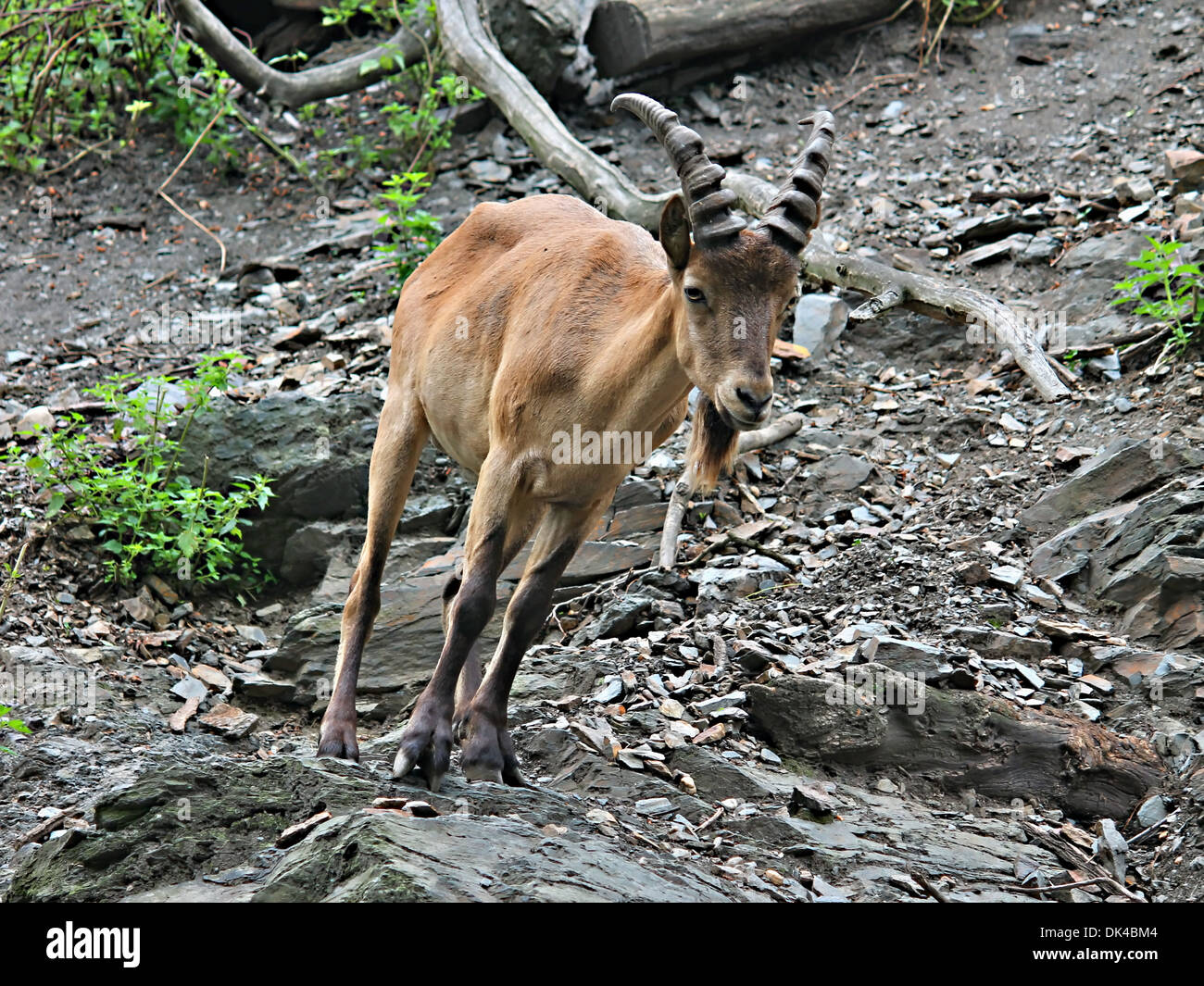 Big male mountain goat Stock Photo - Alamy