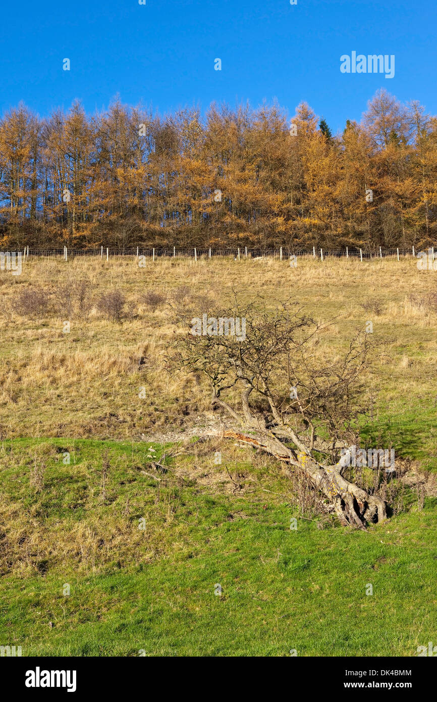 Autumn larch trees on hi-res stock photography and images - Alamy