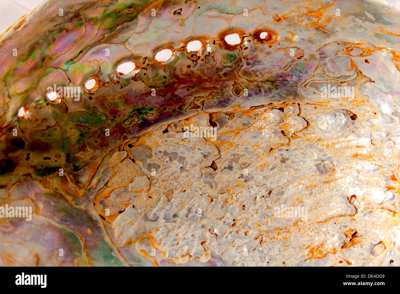 underside of abalone shell showing mother-of-pearl Stock Photo - Alamy