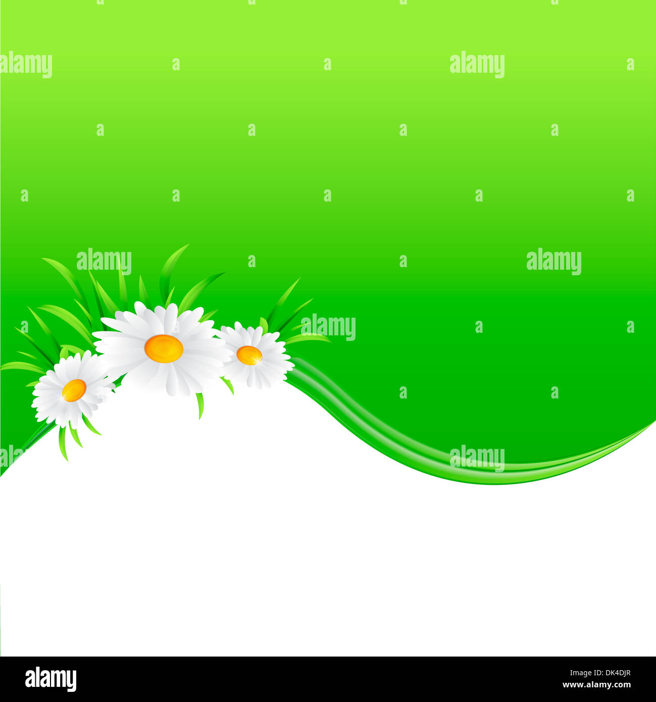 Vector illustration of chamomile flower Stock Photo - Alamy