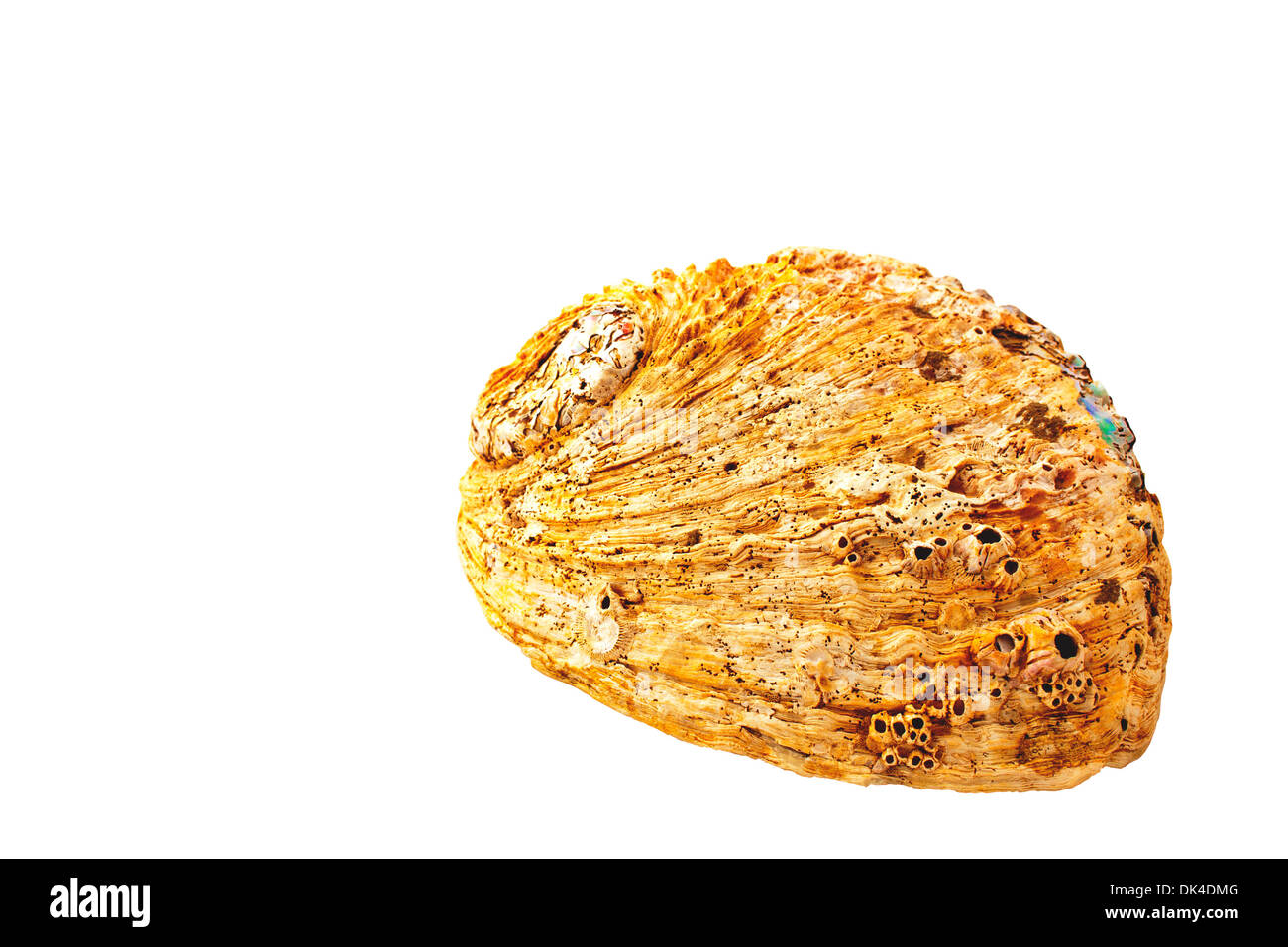 Barnacle background Cut Out Stock Images & Pictures - Alamy