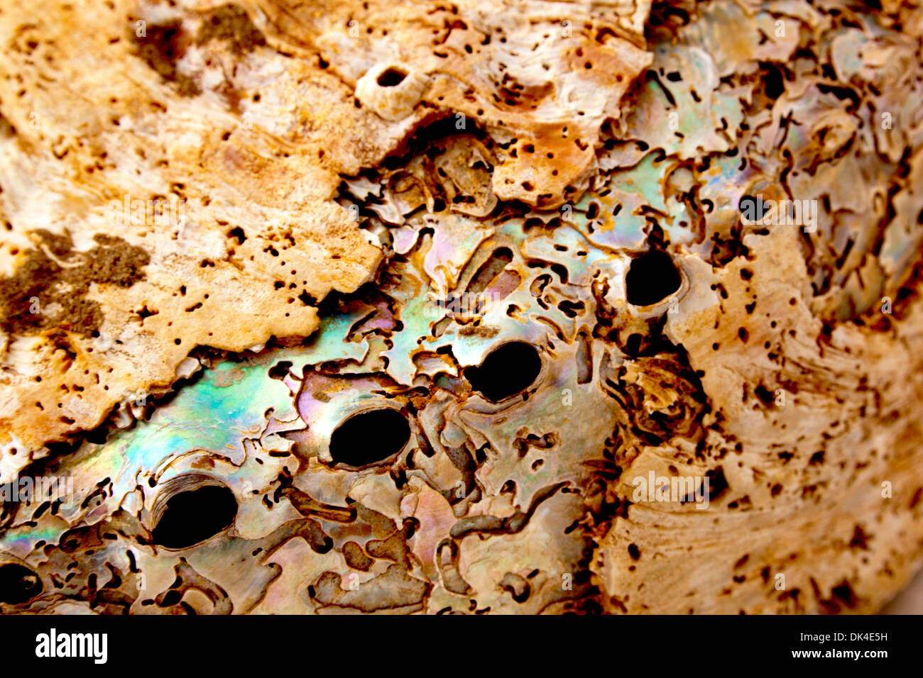 Perlemoen abalone hi-res stock photography and images - Alamy