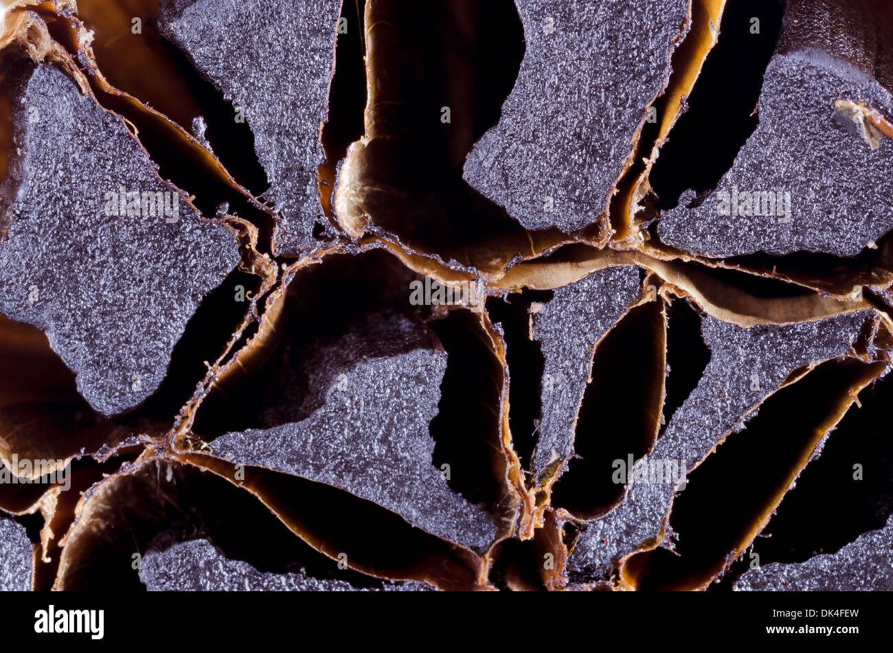 Smoked garlic detail showing cross section of black cloves Stock Photo ...