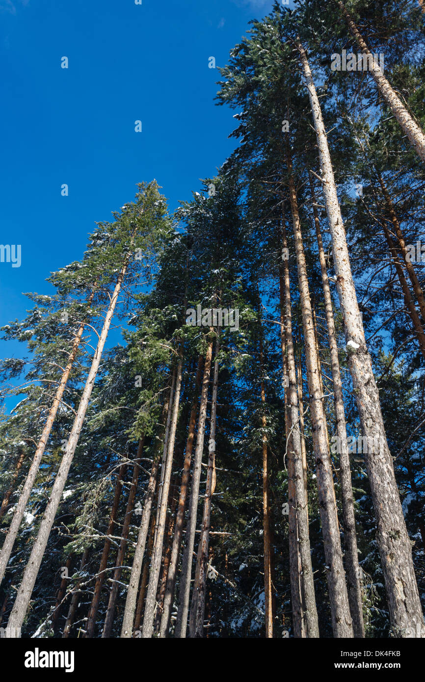 Tall pines hi-res stock photography and images - Alamy