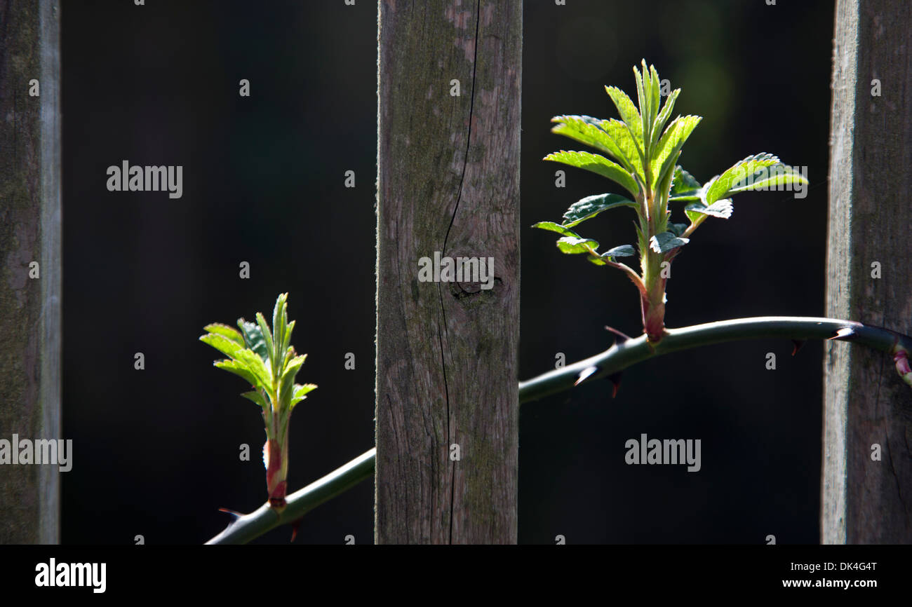 Seasons new growth hi-res stock photography and images - Alamy