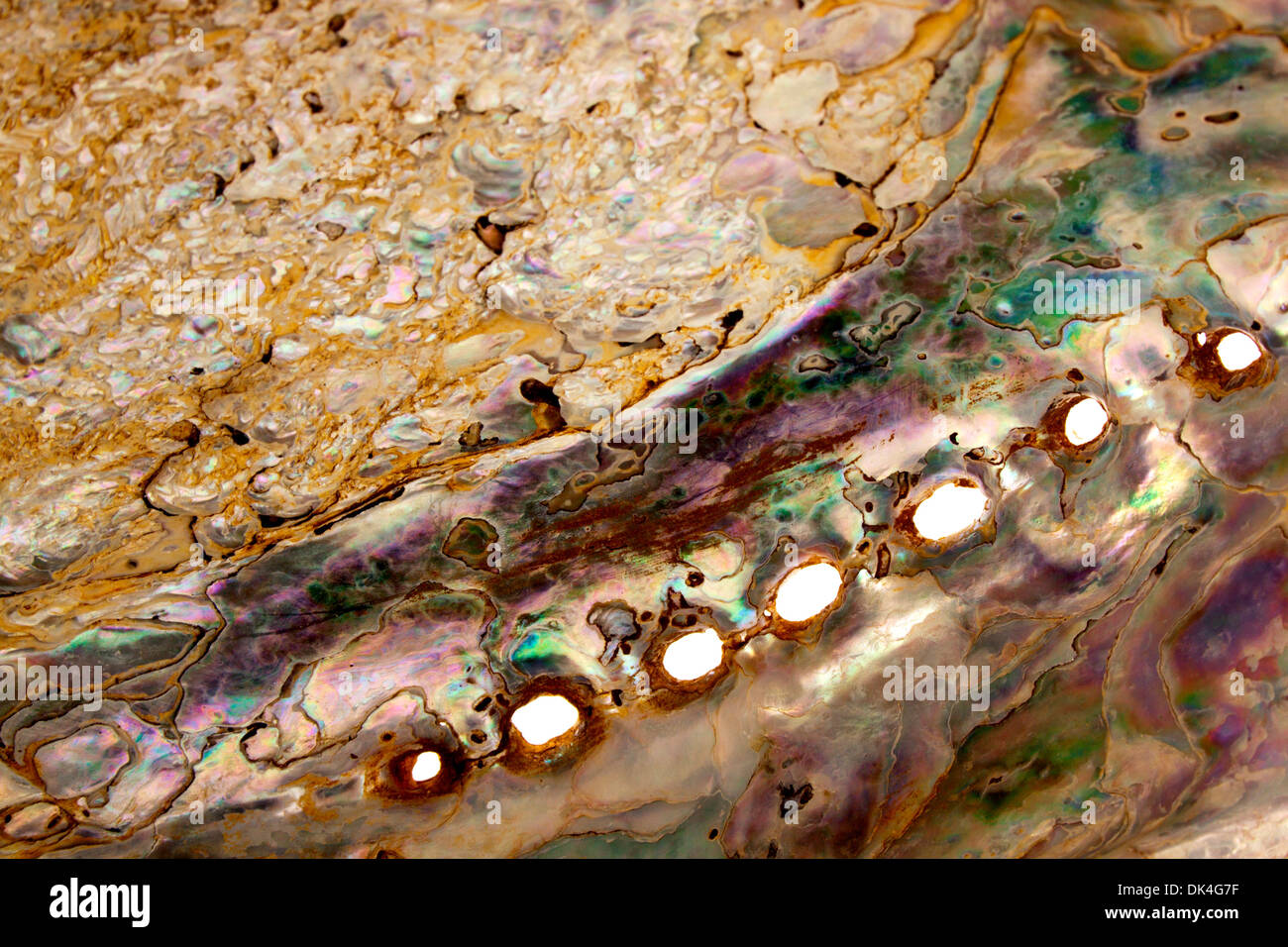 Perlemoen shell hi-res stock photography and images - Alamy