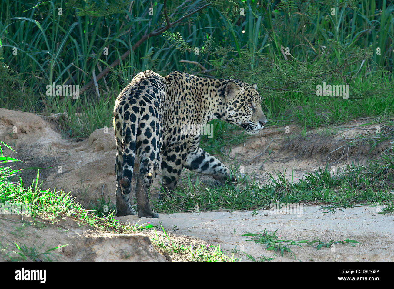 Jaguar in Pantanal region of Brazil Stock Photo - Alamy