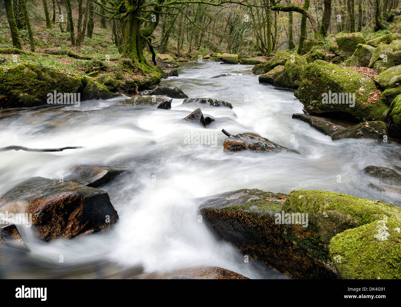 Water cascading through ancient woodland at Golitha Falls on the edge ...
