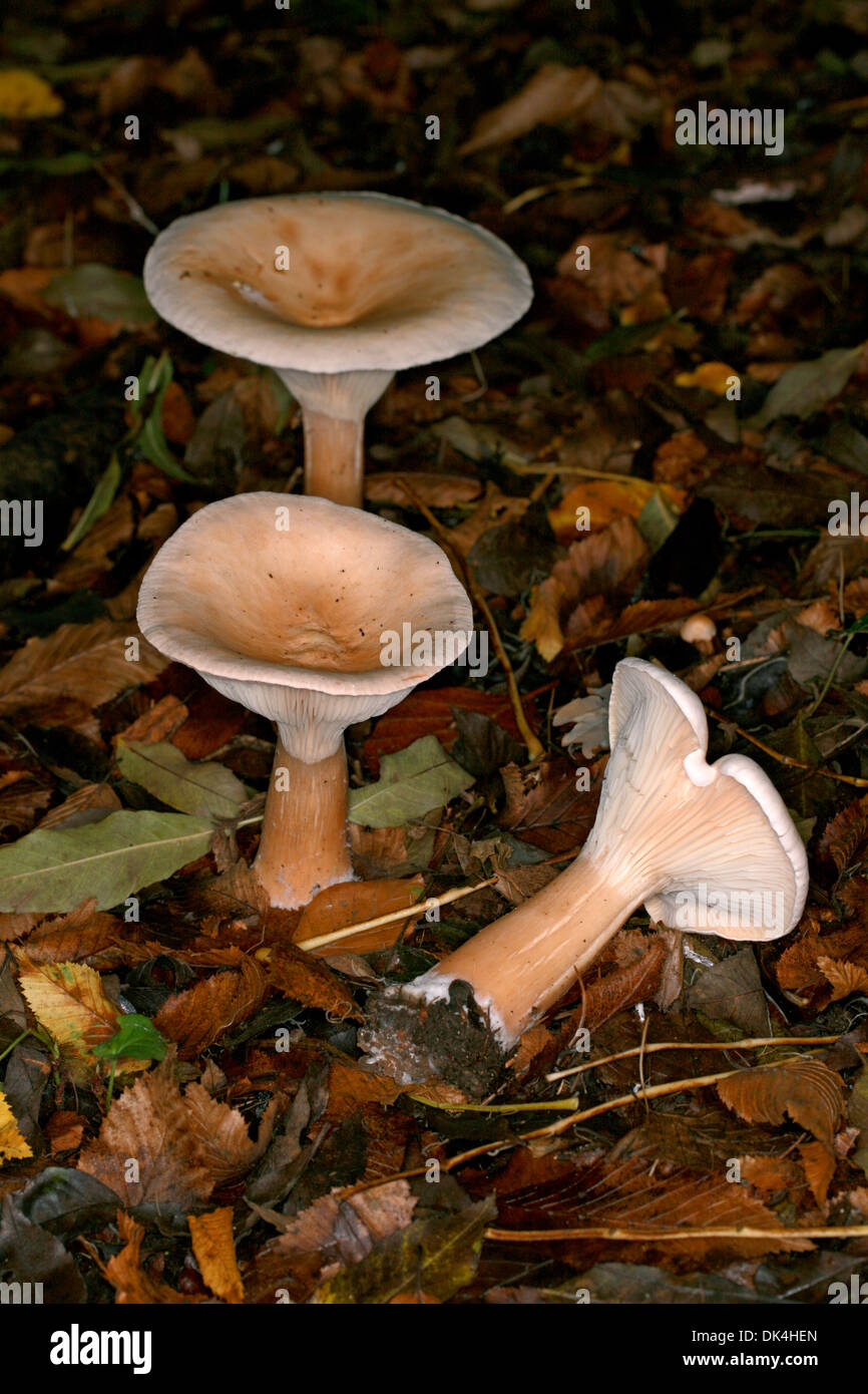 Trooping Funnel Fungus, Clitocybe geotropa, Tricholomataceae Stock ...