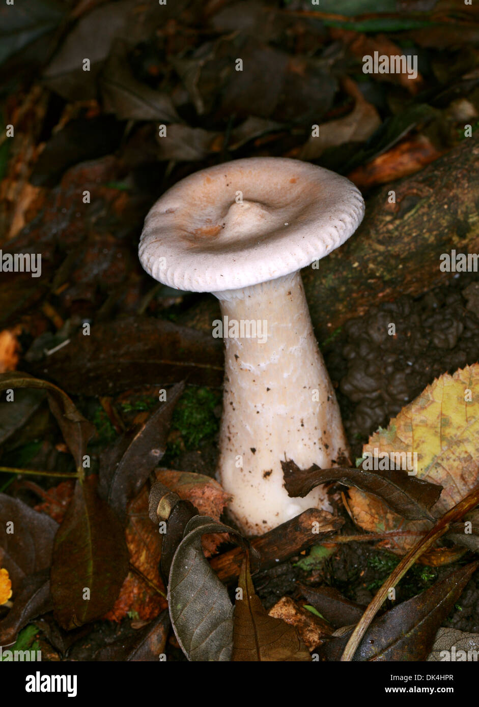 Trooping Funnel Fungus, Clitocybe geotropa, Tricholomataceae Stock ...