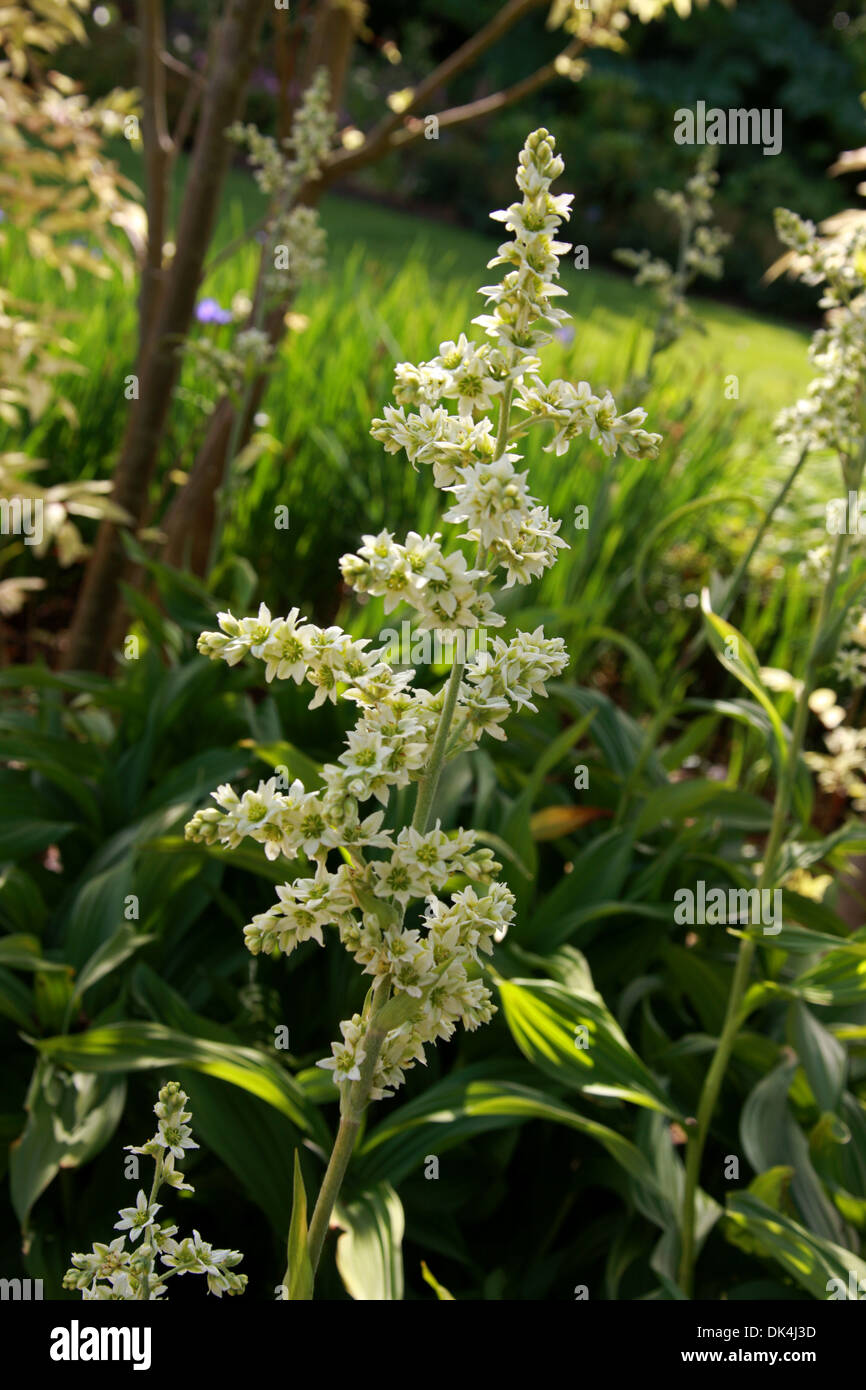 False Helleborine, White Hellebore, European White Hellebore, White Veratrum, Veratrum album ...