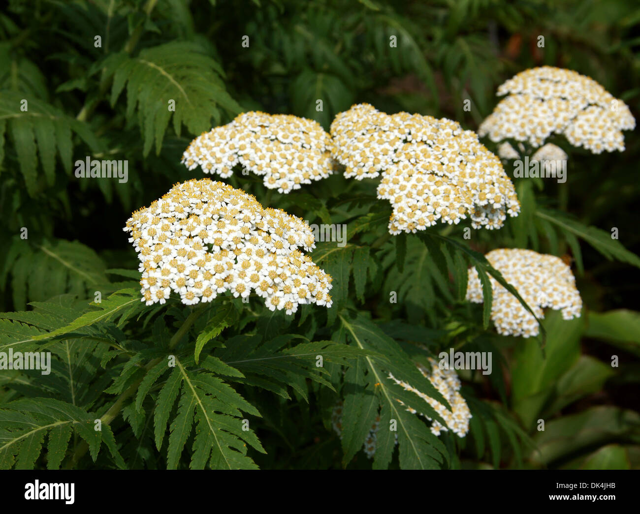 White yarrow flowers hi-res stock photography and images - Alamy