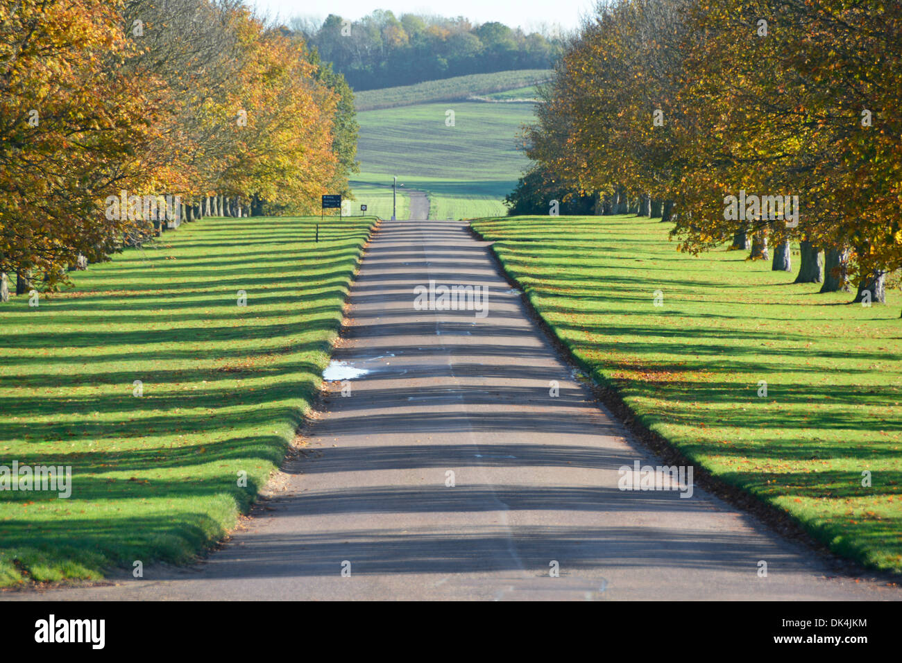 Avenue of autumn trees casting shadows across each side of long ...