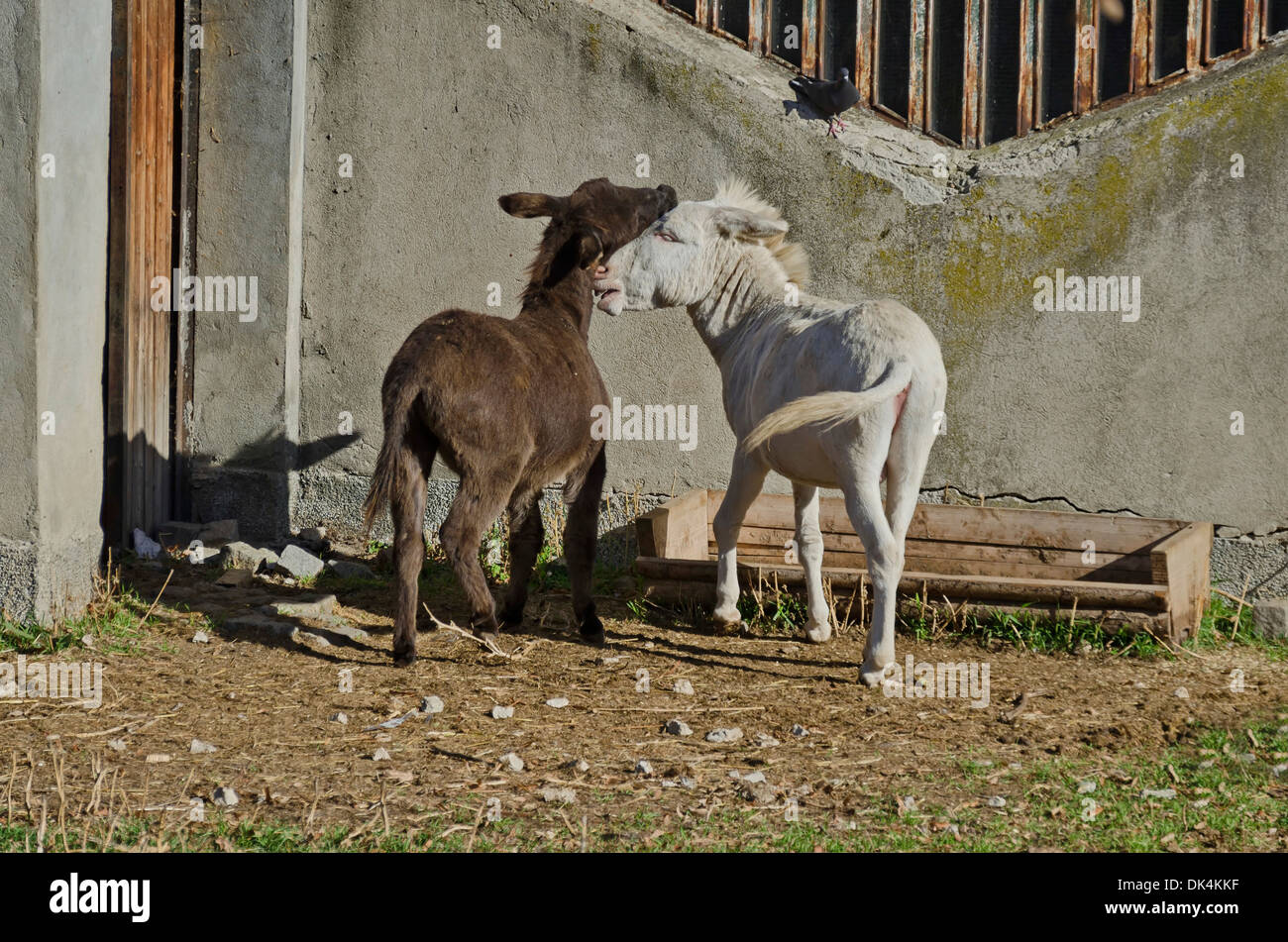 Two ponies expressing their feelings Stock Photo - Alamy