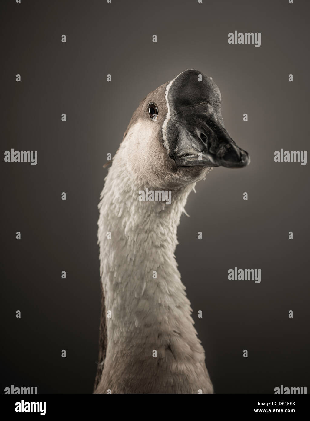Portrait chinese goose close hi-res stock photography and images - Alamy